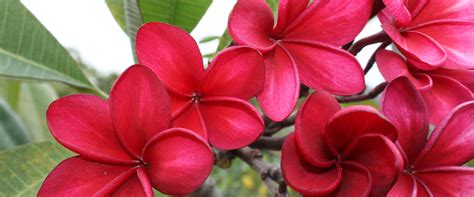 Fancy Frangipanis The Story Behind The Frangipani Plumeria
