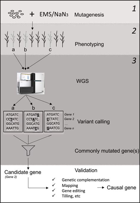 A Schematic Overview Of The Complementation‐by‐sequencing Cbs Method
