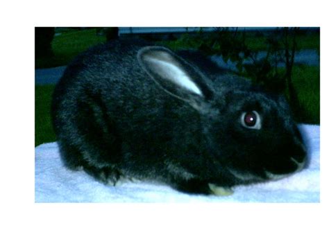 Other Rabbit Breeds 1