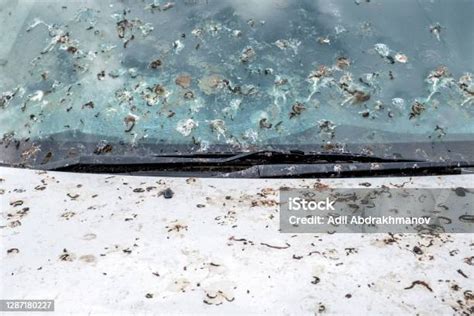 자동차의 후드와 앞 유리에 새 가반기 더러운 자동차 개념 손상에 대한 스톡 사진 및 기타 이미지 손상 개념 개념과 주제 Istock