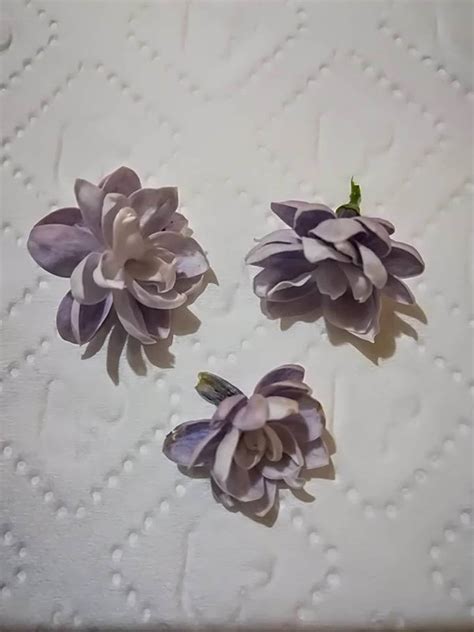 Люляк Syringa Vulgaris L Страница 24 Форум