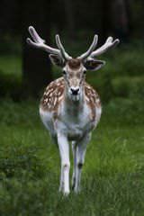 Antelope Vs Deer Difference And Comparison Diffen