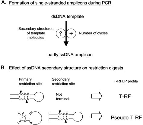 Schematic Model Of Pseudo T Rf Formation A Pcr Related Parameters