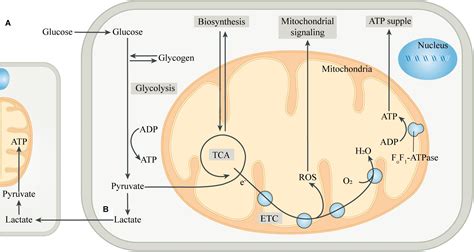 Cell Mitochondria Atp