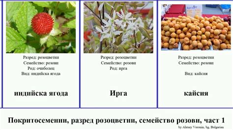 Покритосеменни разред розоцветни семейство розови част 1 шапиче къпина очиболец круша ягода