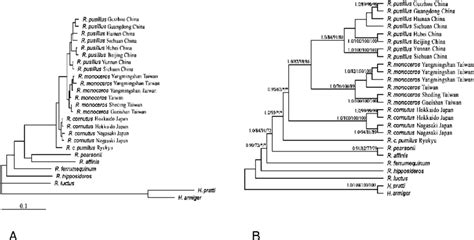 a maximum likelihood tree lnl ¼ À7 992 58 with branch lengths was