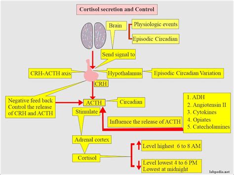 Cortisol Level Hydrocortisone Am And Pm