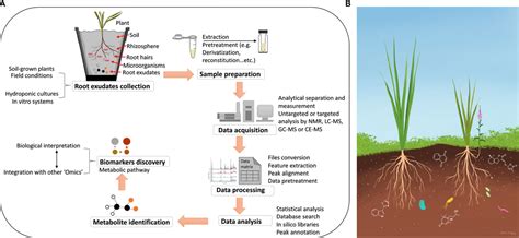 Frontiers Metabolomics Of Plant Root Exudates From Sample