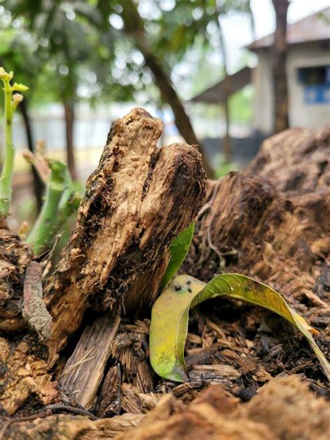 Rotten Tree Stock Photos Images And Backgrounds For Free Download