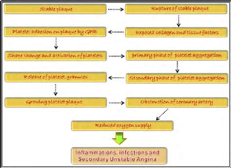 Flow Chart Illustrating The Role Of Platelets In Thrombus Formation Download Scientific