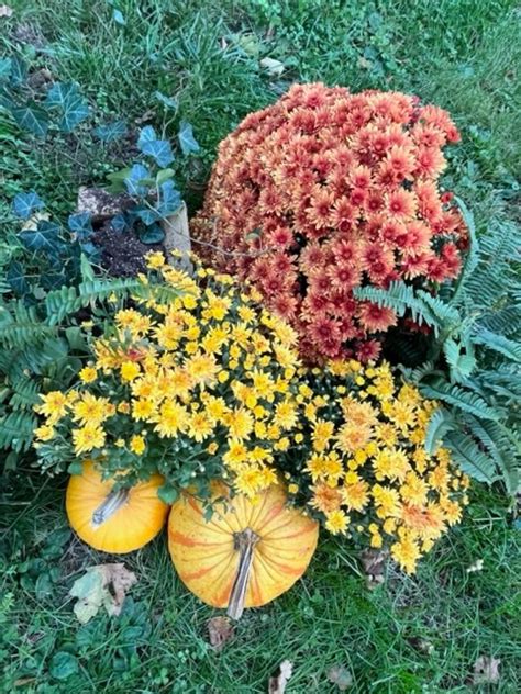 A Beautiful Budget Friendly Fall Window Box Brick House On Green