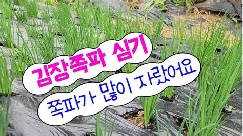쪽파 김장 쪽파 심기 쪽파 굵고 튼튼하게 키우기내년 종구 만들 쪽파는 이렇게 심었습니다 Youtube
