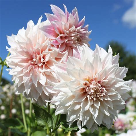 Далия Café Au Lait Кафе с мляко Биогардн Магазин за Вашата Градина