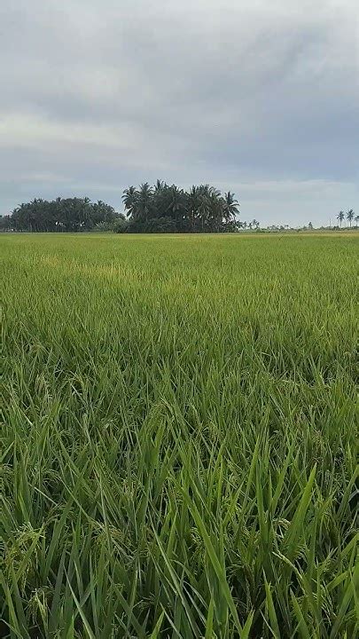 Cibatu 06 Vs Ip32 Mix Ciherang Youtube