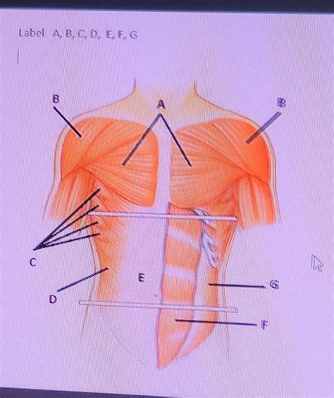 Solved Label A B C D E F F Chegg Com