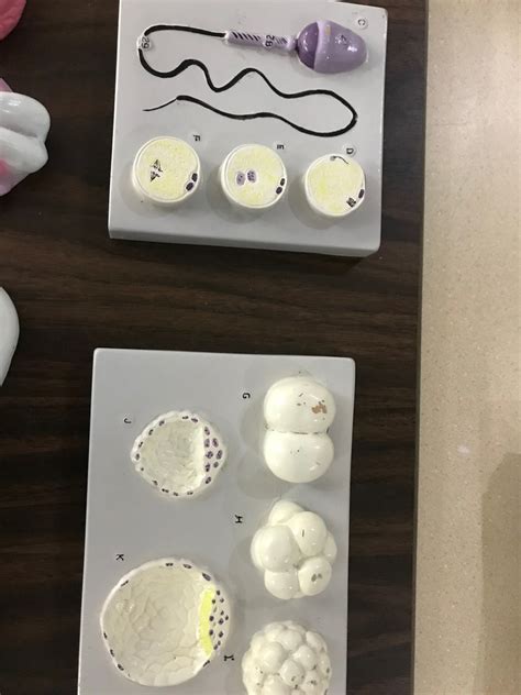 Sperm Anatomy Diagram Quizlet