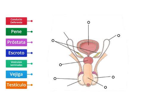 Aparato Reproductor Masculino Diagrama Con Etiquetas