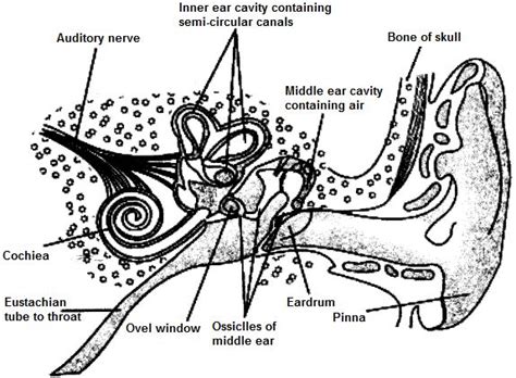 ICSE Solutions For Class 10 Biology The Nervous System And Sense