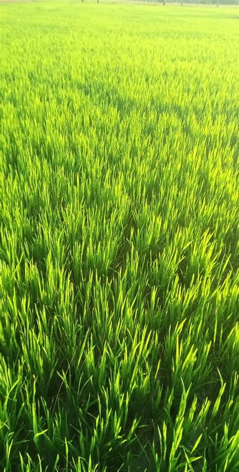 ក្រុង សិរី Facebook