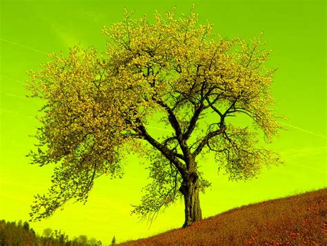 Image Processing Converting Webp To Jpeg In With Php Gd Library