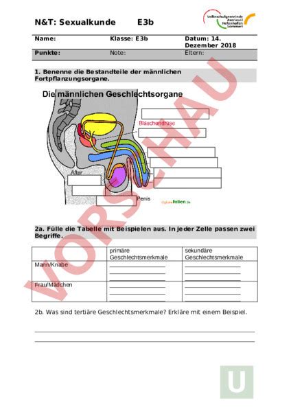 Arbeitsblatt Pr Fung Sexualkunde Biologie Gemischte Themen