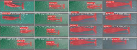 Interactive Segmentation With Ritm Algorithm Part 1 Sbd Dataset By Vladislav Efremov Md