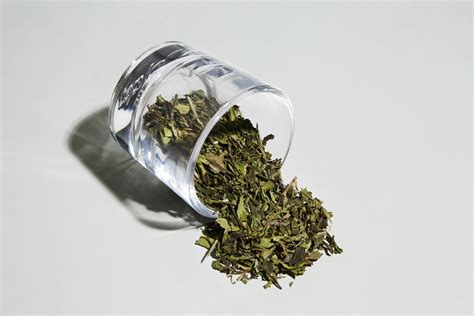 白茶ってどんなお茶 白茶の特徴とおすすめのいれ方をご紹介 Teplo