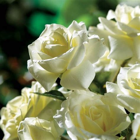 Moondance Floribunda Rose Jackson And Perkins