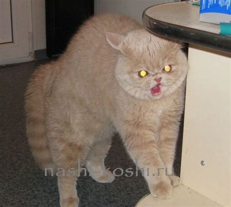 Почему кошки шипят Все о кошках