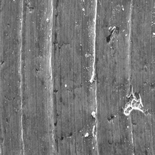 SEM Microstructure Of Specimen 1 Download Scientific Diagram