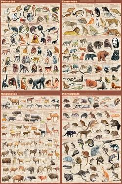 Types Of Mammals Chart
