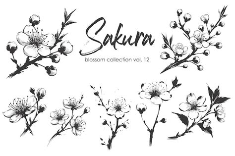 Premium Vector Vector Sakura Blossom Branch Collection Hand Drawn