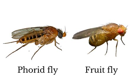 Phorid Flies Vs Fruit Flies Key Differences And How To Get Rid Of Them