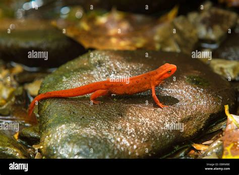 Eft Red Spotted Newt Red Eft Eastern Newt Notophthalmus Viridescens Red Juvenile Before