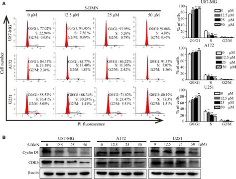 5 Demethylnobiletin Mediates Cell Cycle Arrest And Apoptosis Via The
