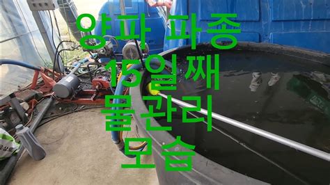 양파파종15일째물관리모습 240928토경남거창가조장기양파모종 양파모종농합면역플러스조루관주 면역력증가 양파모종물주기