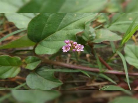 These Five Herbs Are Good For Diabetes Patients Controls Sugar And