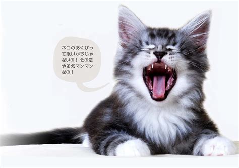 「猫が突然大あくび」には意外な理由が！知るともっと愛おしくなる“ネコのしぐさ”3選 女子spa！