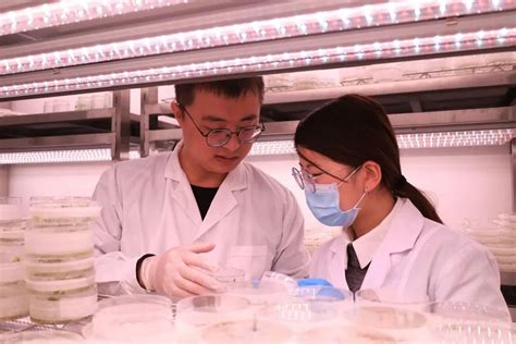 北大农研院番茄、辣椒遗传转化组深耕农业科技创新之路