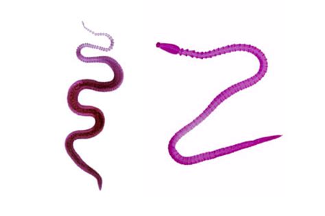 Ribbon Worm Facts And Beyond