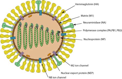 Influenza Virus Images