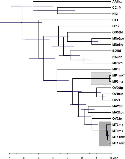Time Calibrated Phylogeny For The Nd2 Cytb Trna Cr Concatenated