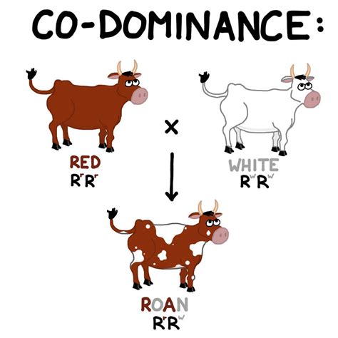 Codominance Examples Punnett Square
