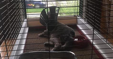 A Week Ago I Asked For Love And Healing Thoughts As My Buddy Professor Waffles Went Through