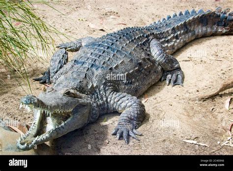 Australian Freshwater Crocodile Crocodylus Johnstoni Hi Res Stock