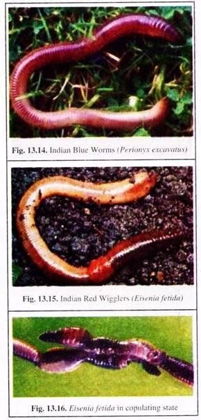 Large Scale And Small Scale Vermicomposting