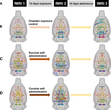 3d Functional Connectivity Maps Of The Rat Brain Illustrating Download Scientific Diagram