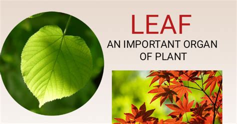 Leaf Structure Types And Modification