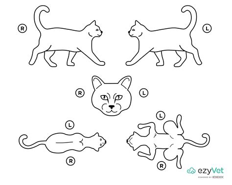 Cat Feline Body Map For Annotation Halifax Vet Centre