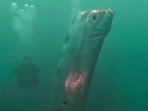 Oarfish